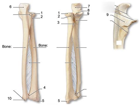Bone Of Upper Extremity Radius And Ulna Diagram Quizlet