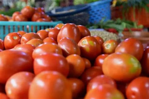 Centre Asks Nccf Nafed To Sell Tomatoes At Rs 50kg Apac Media