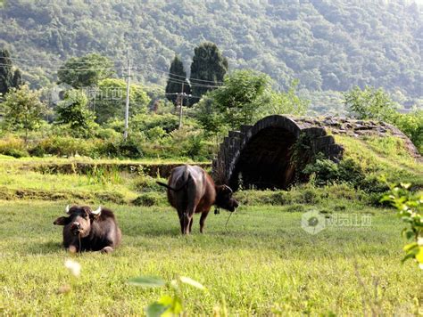 江西分宜夏日乡村美如画 视觉江西 大江网首页