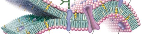 Cell Membrane Diagram Quizlet