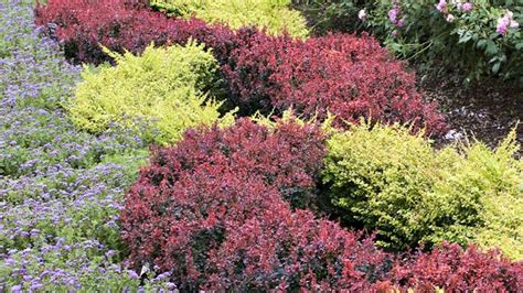 Réaliser Un Massif Avec Des Couvre Sol Détente Jardin