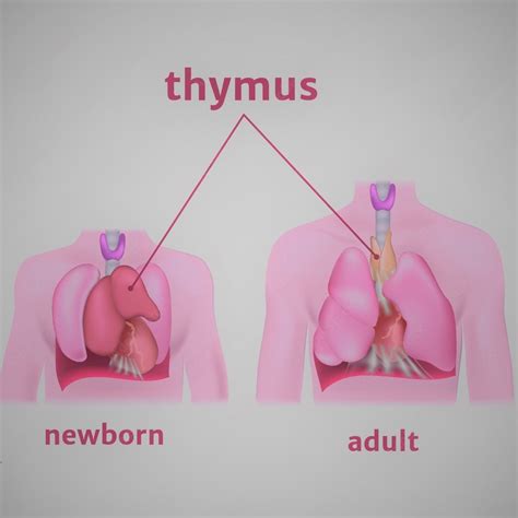 T Cell Development And Maturation In The Thymus Simplified The Immune