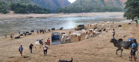 ဝူဝ်းၵႂၢႆးမိူင်းတႆး တေႃႉသူင်ႇၶၢႆၾင်ႇထႆး ၵူႈဝၼ်း Shan News