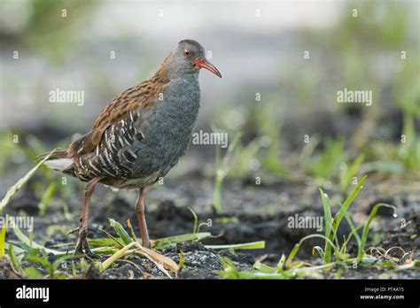 Water Rail Rallus Aquaticus Stock Photo Alamy