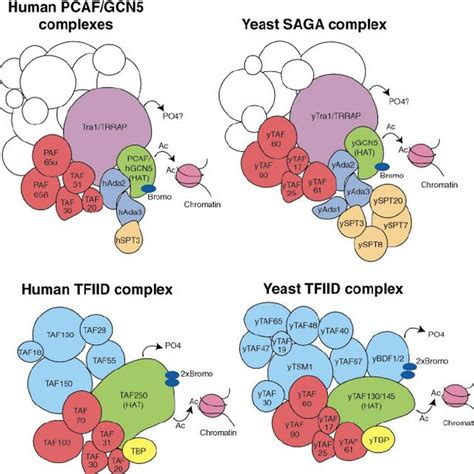 Pdf Transcriptional Coactivator Complexes