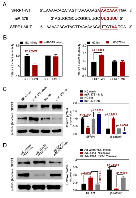 Up Regulation Of Uca1 Promoted Sfrp1 Expression Through Mir 375 To
