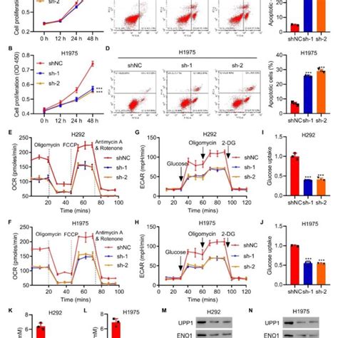 Upp1 Knockdown Suppresses Tumor Growth In Vivo A B Upp1 Knockdown