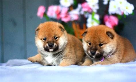 Scrli Shiba Yavruları