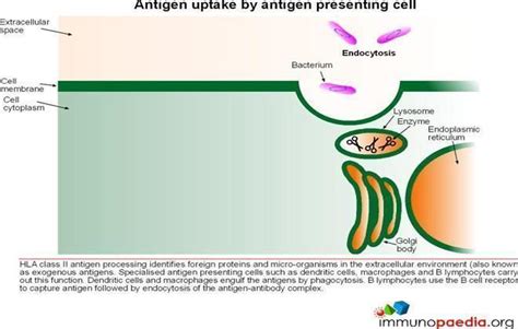 Antigen Uptake By Antigen Presenting Cells Immunopaedia