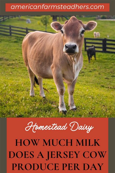 How Much Milk Does A Jersey Cow Produce Per Day