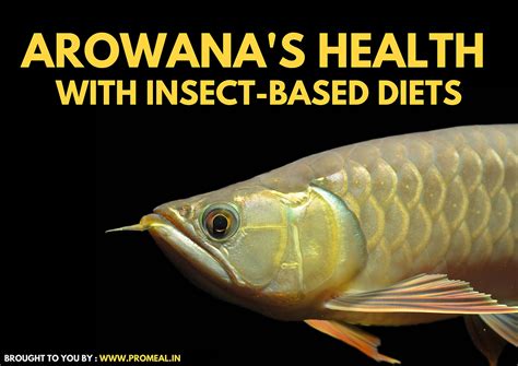 Maximizing Your Arowanas Health With Insect Based Diets
