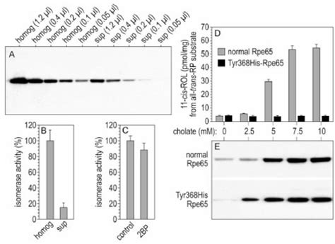 Isomerase Activities Of Soluble And Membrane Associated Rpe65