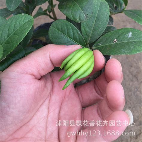批发佛手果盆景 佛手盆栽创意植物佛手苗 观果植物 阿里巴巴