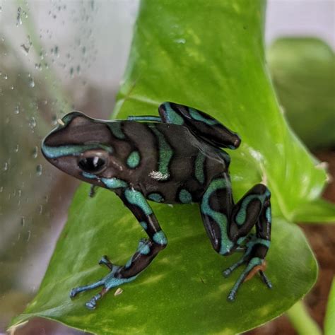 Dendrobates Auratus Green And Bronze Carnivero