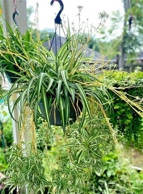 How To Repot Spider Plant In 10 Steps