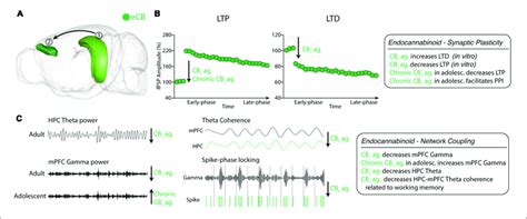 Endocannabinoid Neuromodulation Of HPC MPFC Communication A ECB Download Scientific Diagram