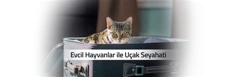 Evcil Hayvanlar ile Uçak Seyahati Bizim Transfer