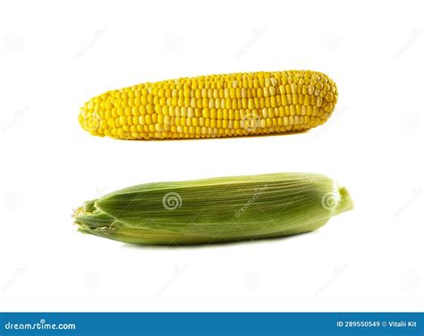Corn Isolation Corn On A White Background Stock Image Image Of