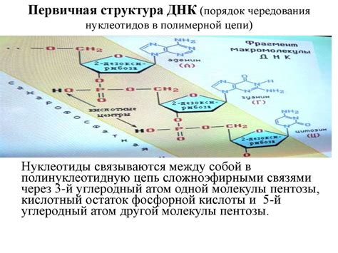 Нуклеиновые кислоты презентация онлайн