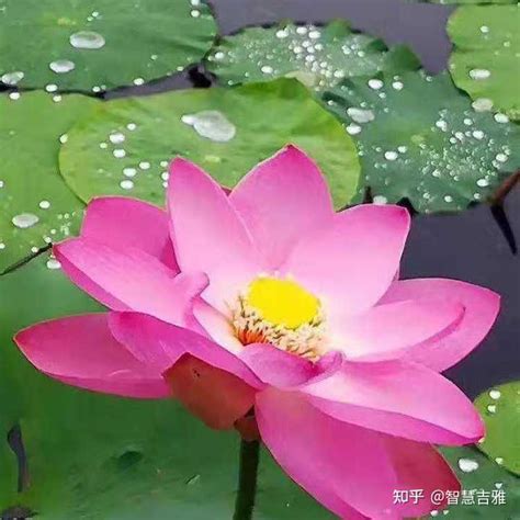 个体工商户是不是属于小规模纳税人呢？是小微企业吗？ 知乎