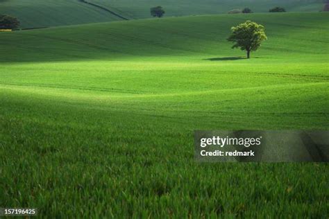 Patchy Grass Field Photos And Premium High Res Pictures Getty Images Patchy Grass Field Photos And Premium High Res Pictures Getty Images