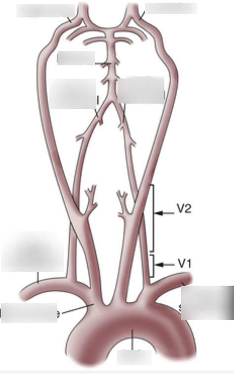 Vertebral Artery Diagram Quizlet