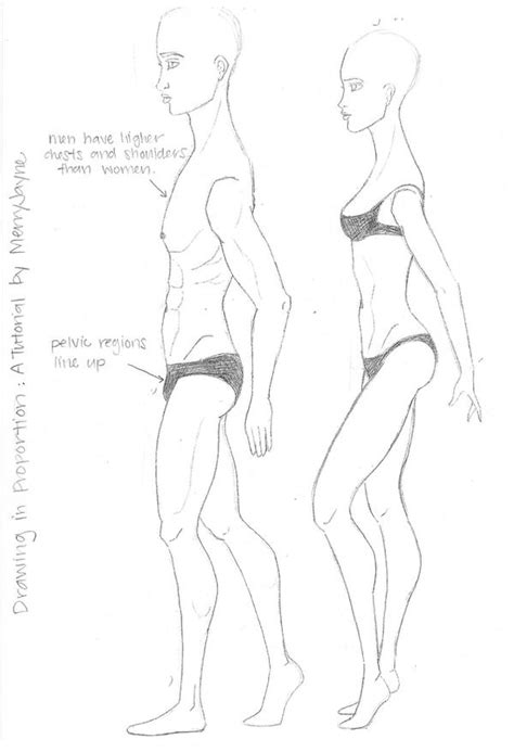 Proportion Tutorial By Merryjayne On Deviantart