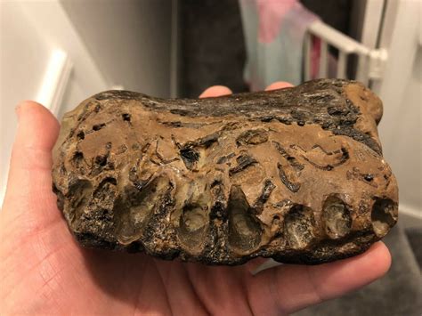 Iguanodon Jaw Fossil Fossil Id The Fossil Forum