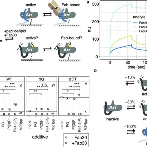 Pdf Membrane Phosphoinositides Regulate Gpcr β Arrestin Complex