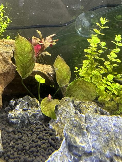 Is This Algae Growth Normal Rplantedtank