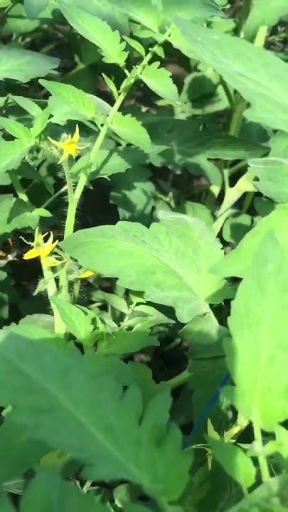 Шмель опыляет помидоры 🍅 - YouTube