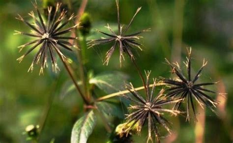 農村這種「粘人精」野草，卻是治療蜂毒、蛇毒的良藥。 每日頭條