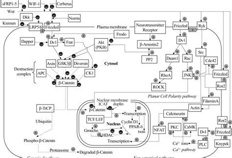 Schematic Drawing Of Wnt Related Pathways The Canonical Pathway