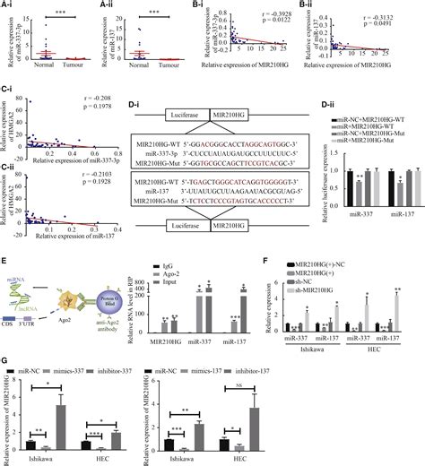 Lncrna Mir210hg Promotes The Progression Of Endometrial Cancer By