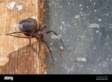 Black Lace Weaver Spider Amaurobius Ferox Female Resting On The