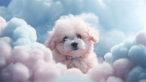 하늘의 구름 아래 사는 귀여운 푸들 브리타니 파란 모피 솜사탕 구름 일러스트 Pngtree 로열티 무료