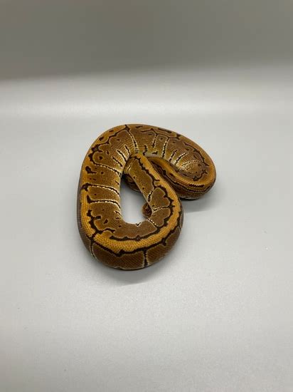 Pinstripe Het Ultramel Ball Python By Wide River Reptiles