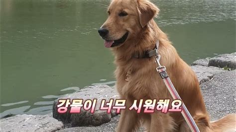 반려견과함께 캠핑 ~~행복한 시간 Youtube