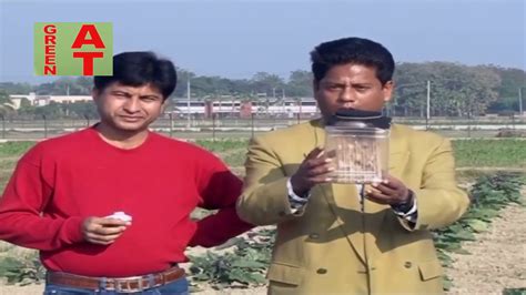 গন্ধ ফাঁদ দিয়ে যেভাবে পোকা নিধন করছে ওরা Sex Pheromone Trap Brinjal Field گلابی سنڈی کا