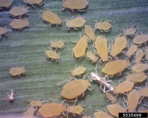 Sugarcane Aphid Melanaphis Sacchari Zehntner 1897