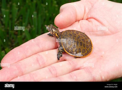 A Juvenile Florida Softshell Turtle Apalone Ferox Perhaps A Hatchling