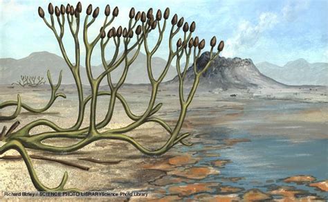 Flora Devonian Period