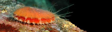 Pectinidae Gallery