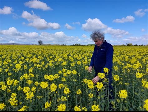 Cereal Crops Time Bomb Of Wet Weather Diseases Ahead