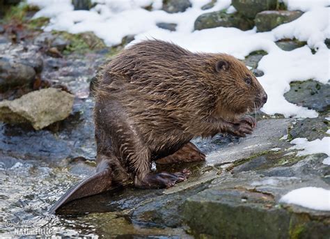 European Beaver Photos European Beaver Images Nature Wildlife