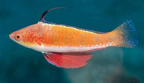 Social Fairy Wrasse Cirrhilabrus Rubriventralis Red Sea Creatures