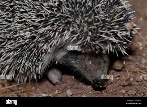 North African Hedgehog Atelerix Algirus Integral Natural Reserve Of