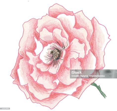 모든 프린트를 위해 흰색 배경 식물 삽화에 고립 된 밝은 분홍색 장미 연필 그림 광학 작용에 대한 스톡 벡터 아트 및 기타