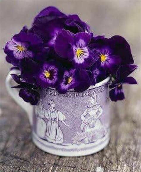 Роза Виола 70 фото