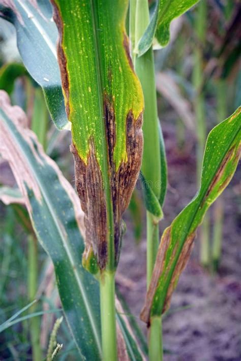 Plant Disease Corn Leaf Blight From Fungus Stock Photo Image Of Corn